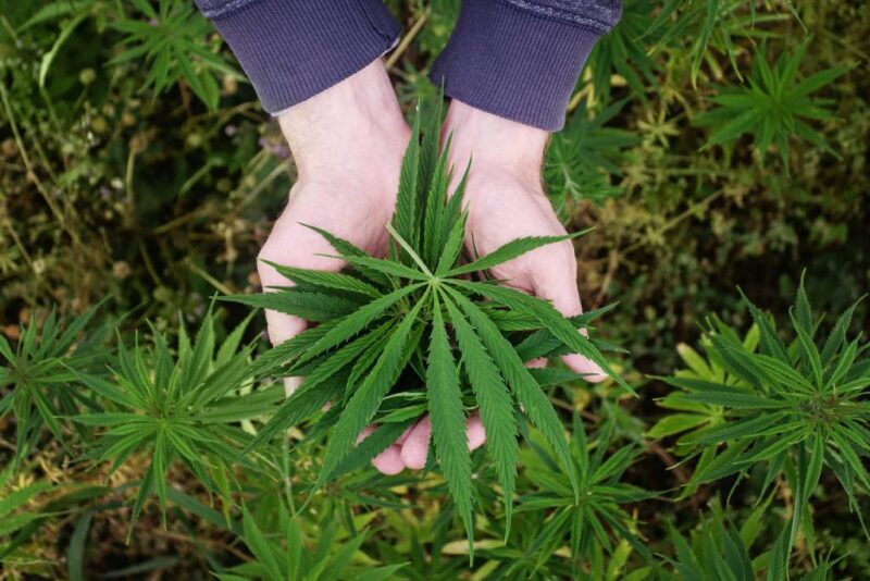 The 15 Best Marijuana Strains for Neuropathy Relief