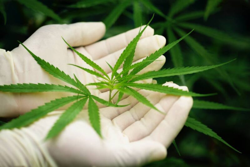 Why Am I Not Getting High Anymore? Tolerance & Solutions